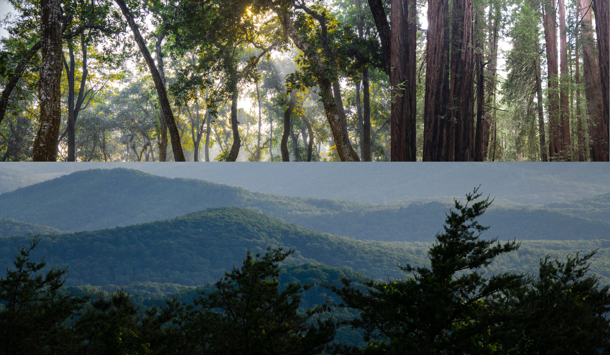 Best Forests and National Parks in India